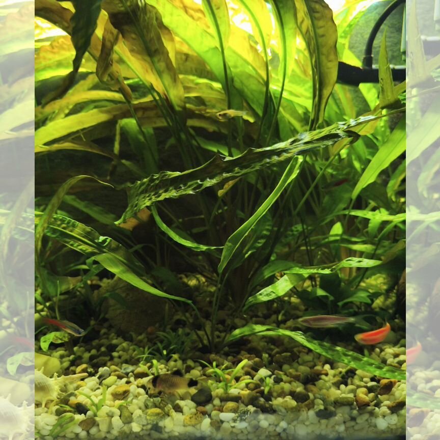 Аквариумные растения прополка обмен