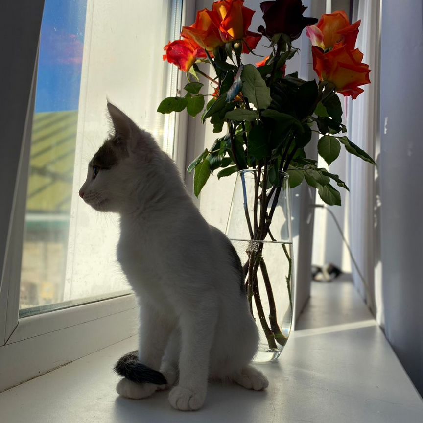 Котята были подобраны в посадке, ищут дом