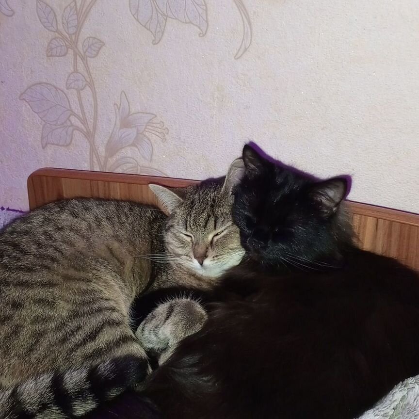 Отдаем в добрые руки
