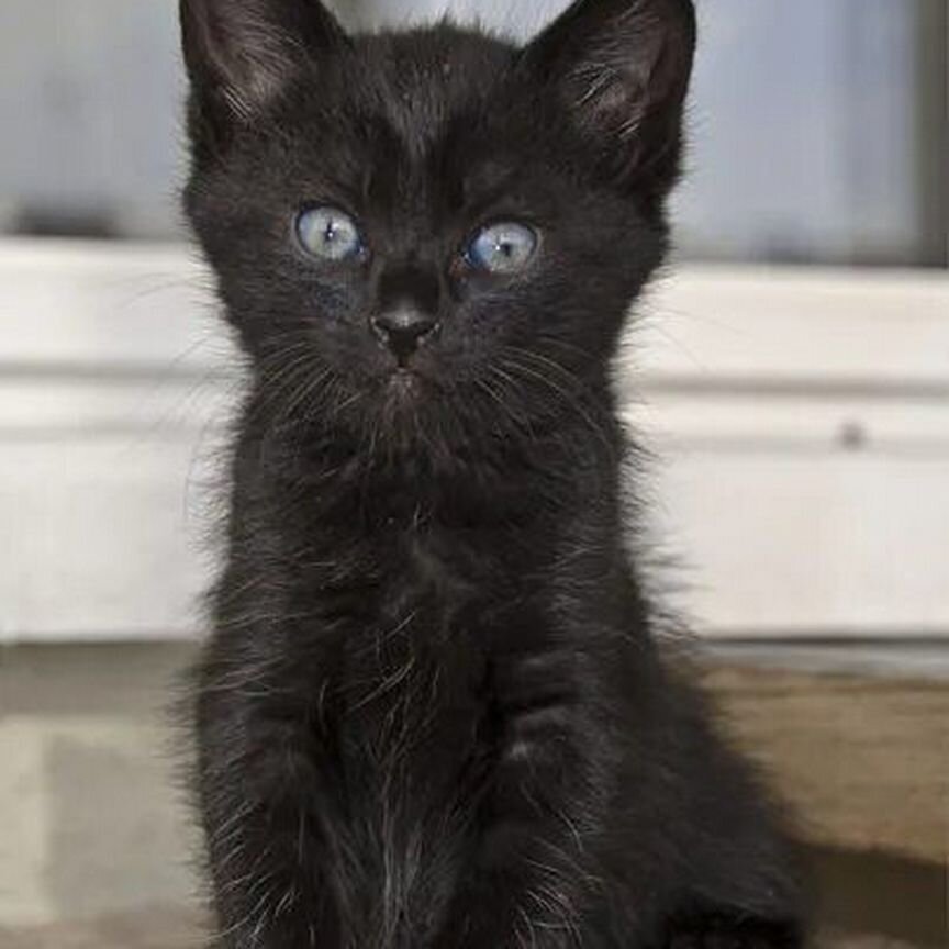 Черный котенок без передней лапы