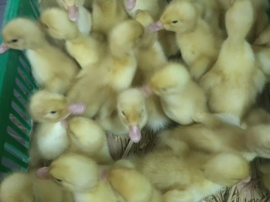 Суточный утенок Черри Велли