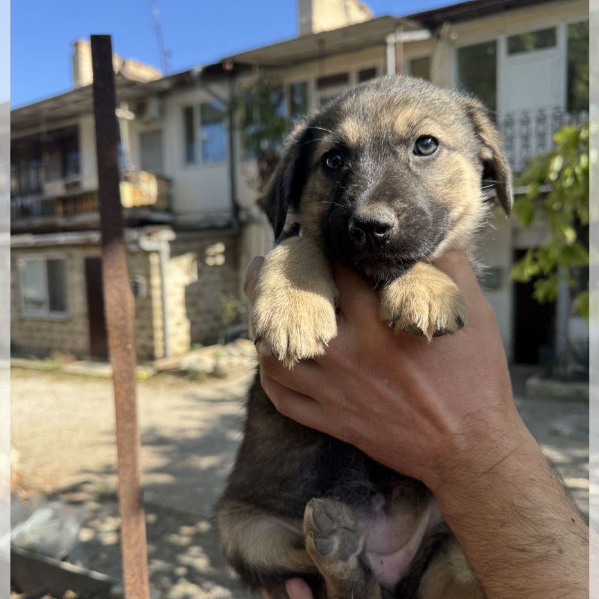 Щенок девочка в добрые руки