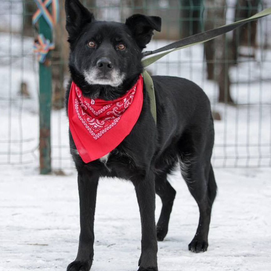 Взрослый пёс в добрые руки