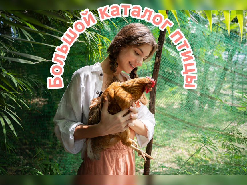 Кypы несyшки