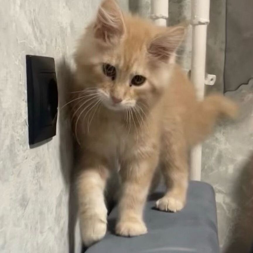 Мейн-кун котёнок