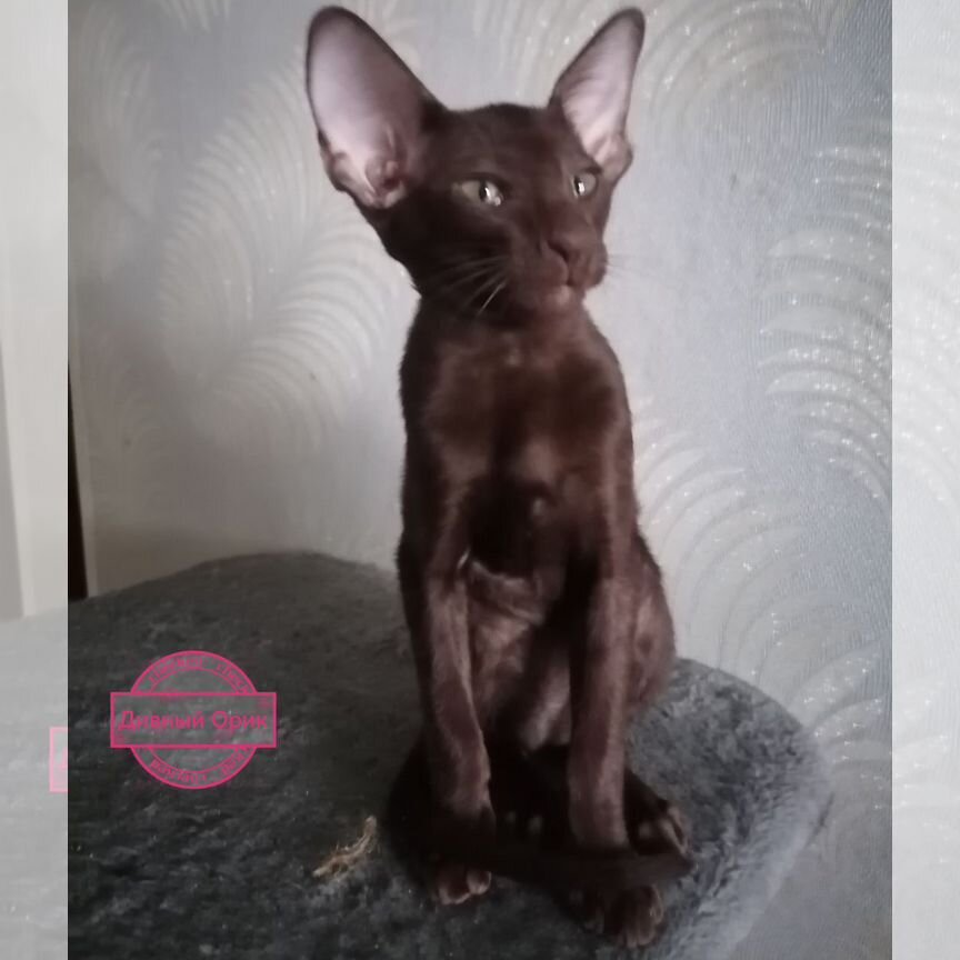 Ориентальные котята