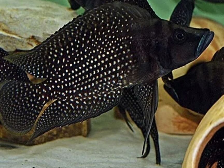 Альтолампрологус Кальвус Блэк