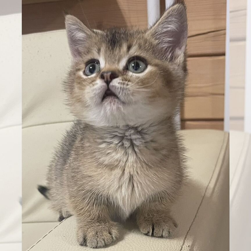 Мальчик манчкин короткие лапки