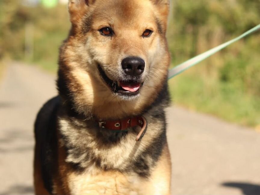 Собака из приюта в добрые руки бесплатно