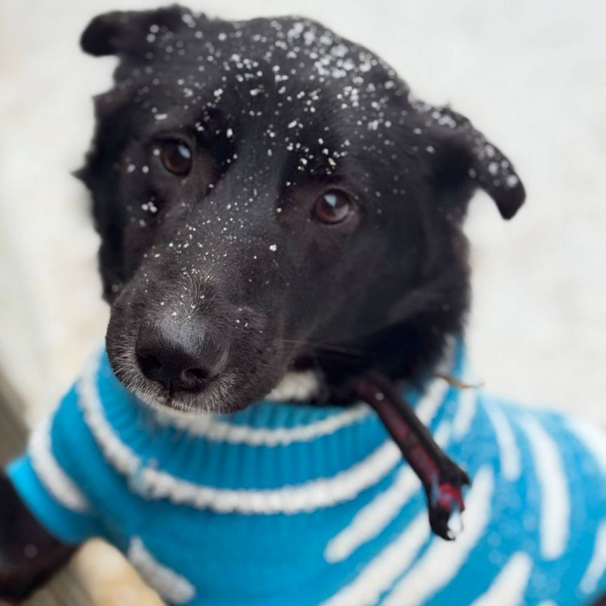 Щенок в добрые руки