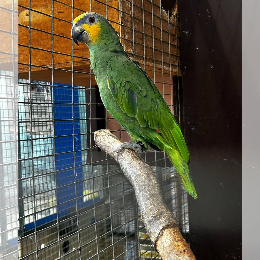 Венесуэльский амазон