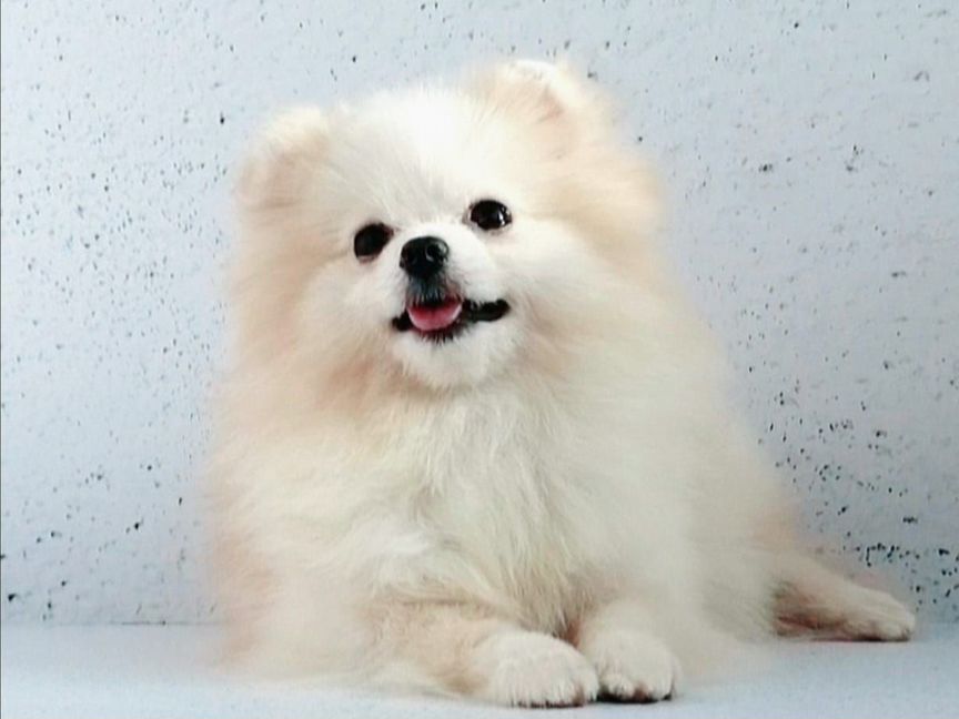 Шпиц кремовая мини девочка