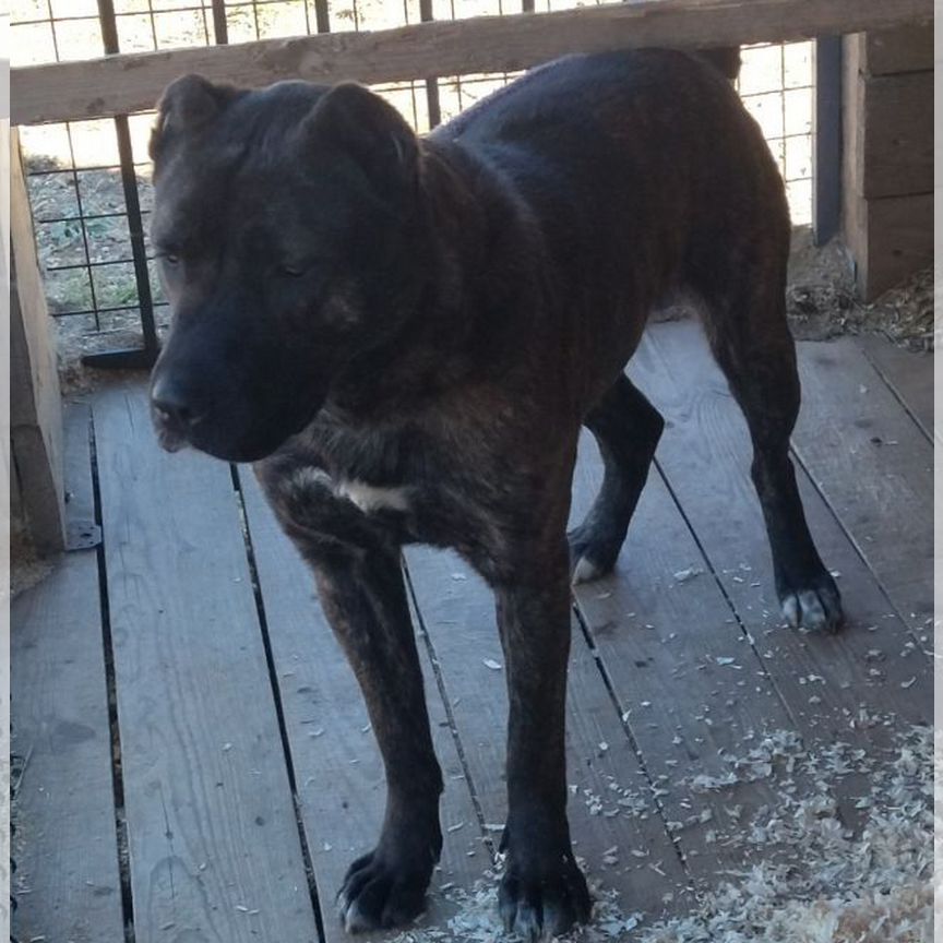 Кане-корсо, взрослая собака