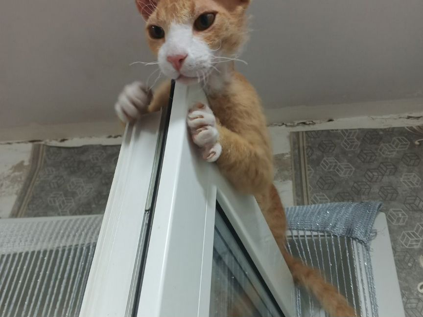 Домашние животные котята