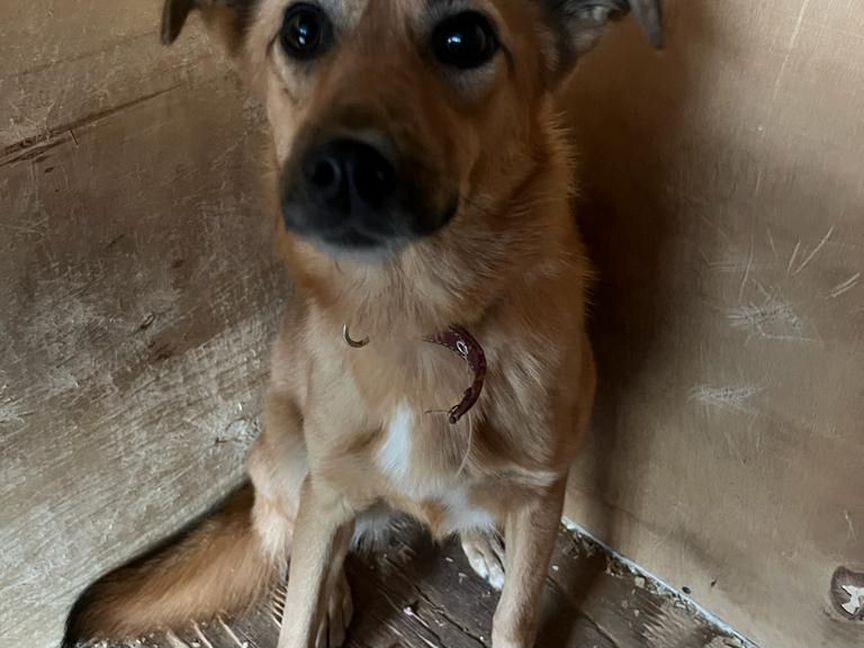 Собака в добрые руки