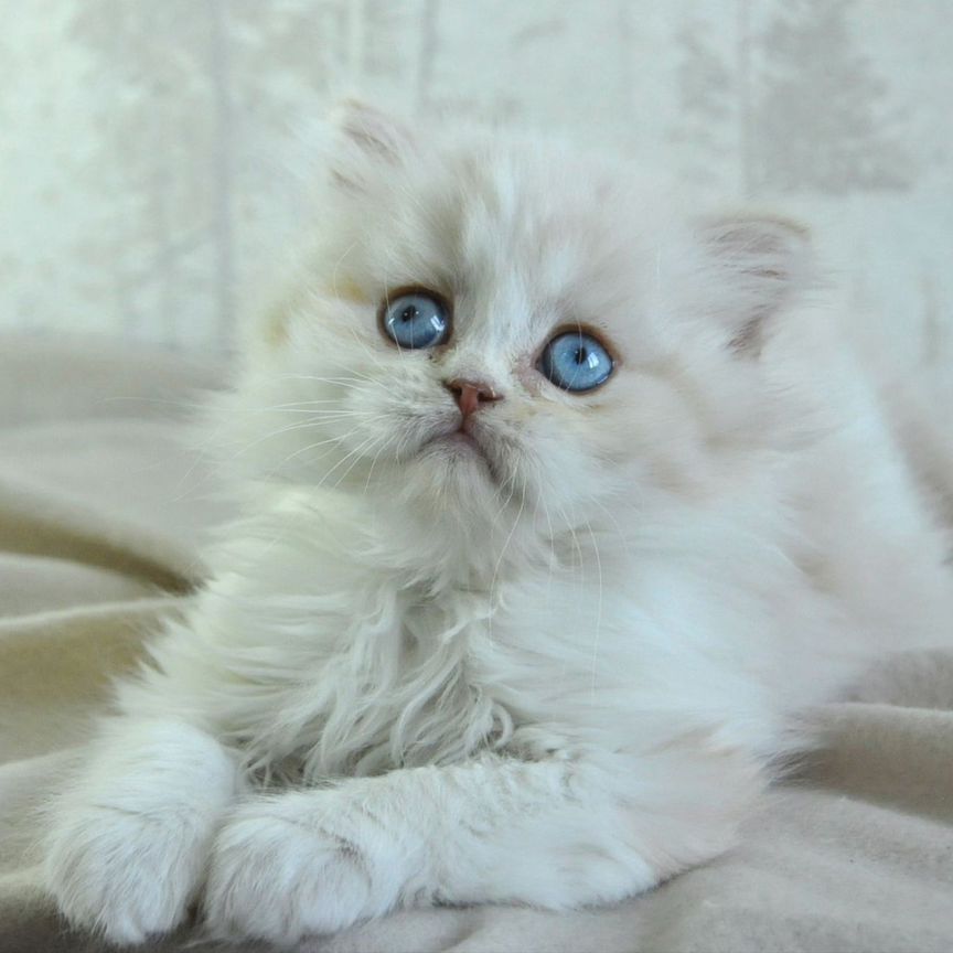 Эксклюзивный малыш