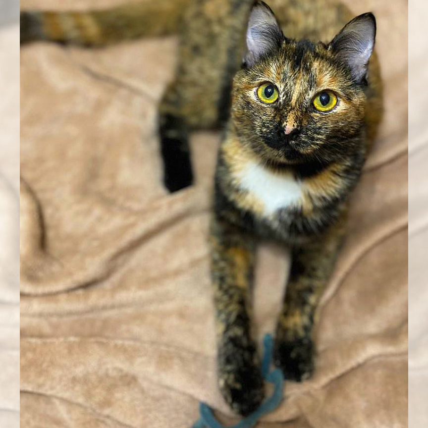 Взрослая, Девочка кошка в добрые руки