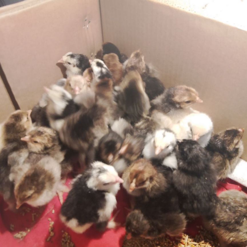 Продам домашних цыплят
