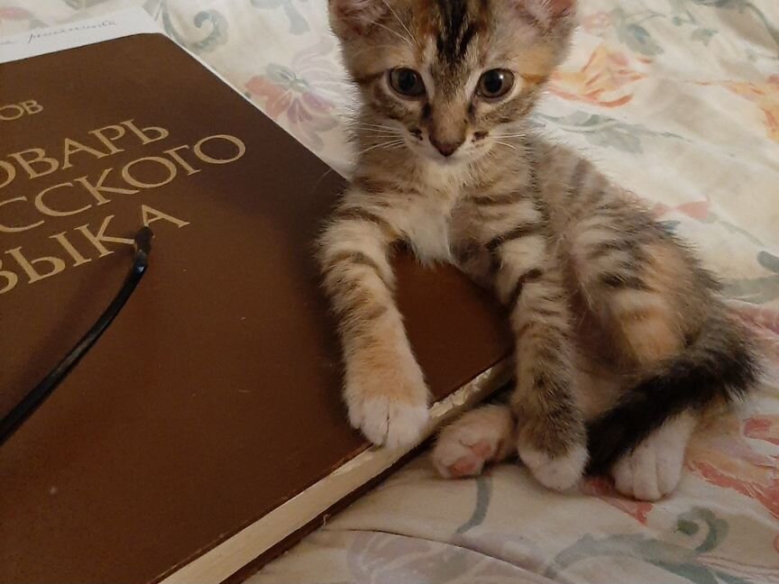 Нежная Сонечка с необычным окрасом в добрые руки