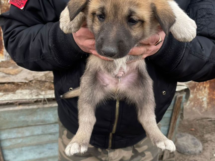 Щенки в добрые руки