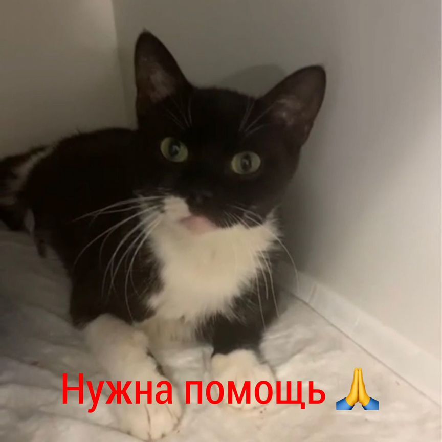 Спасенной кошечки нужна помощь