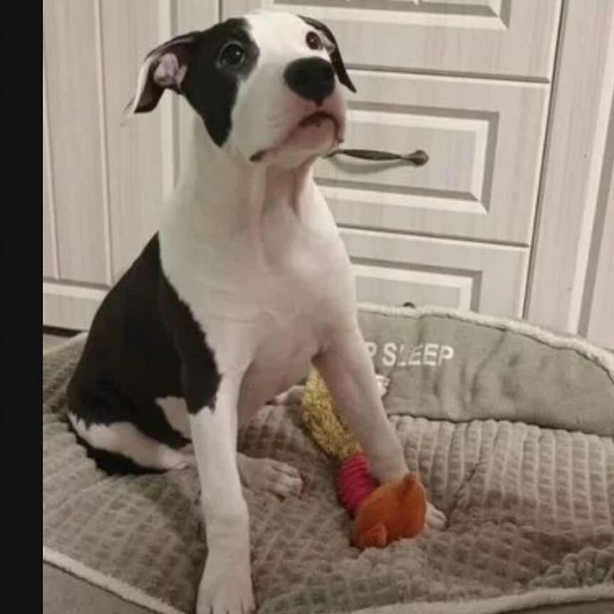 Американский стаффордширский терьер, щенок