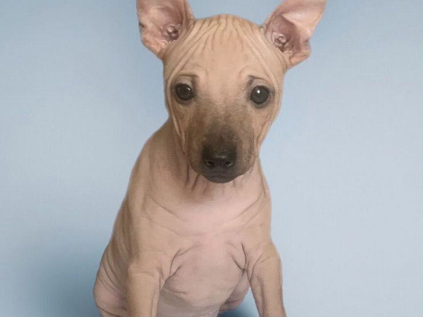 Американский голый терьер мальчик