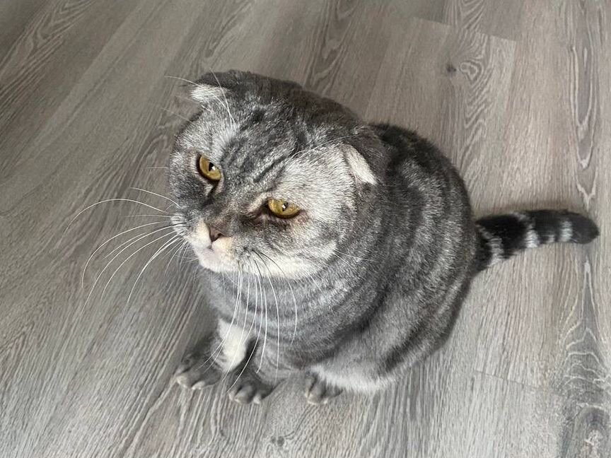 Шотландский вислоухий кот мрамор