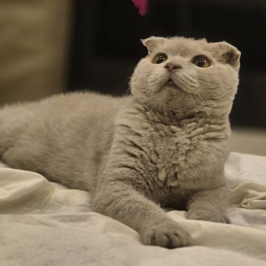 Котёнок "под ключ"