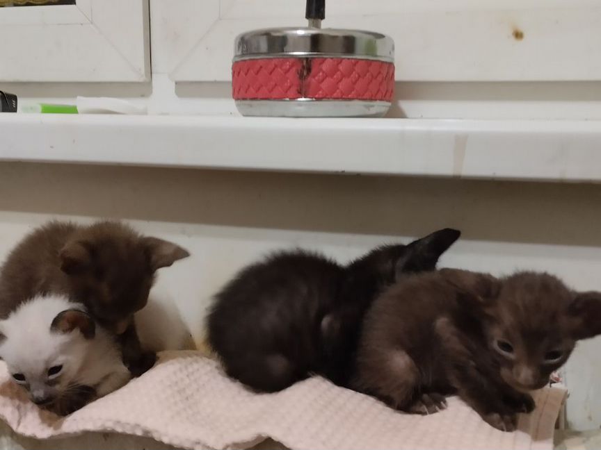 Ориентальные котята