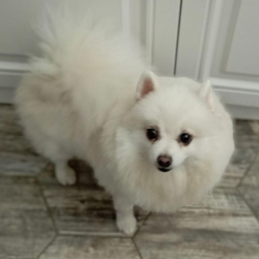 Померанский шпиц, взрослая собака