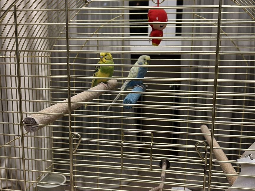 Волнистые попугайчики