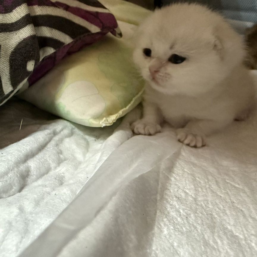 Продам котят золотая и серебряная шиншила