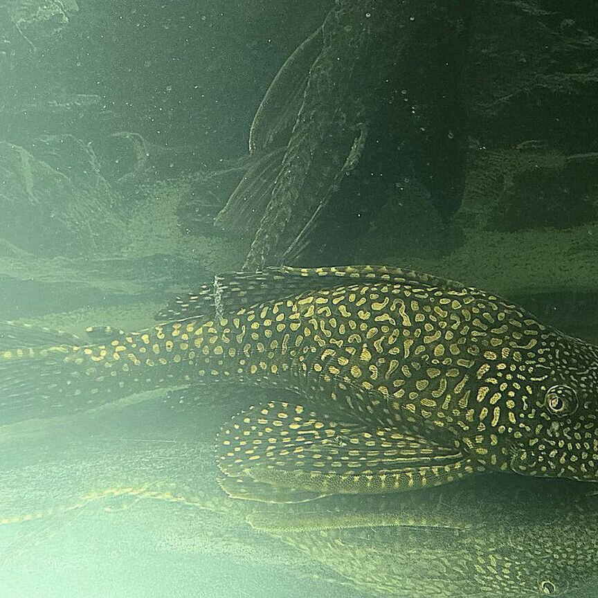 Сом анциструс