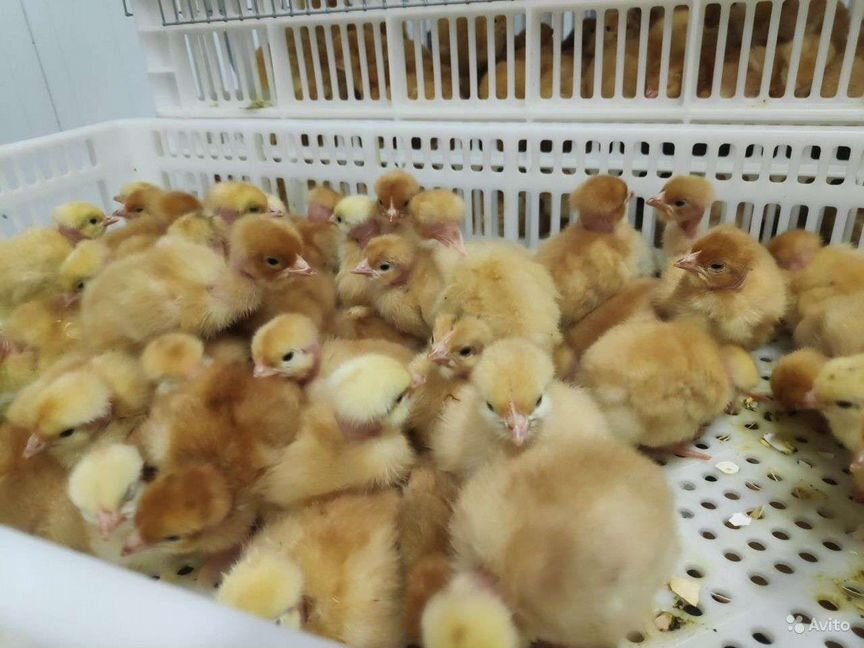 Инкубационное яйцо голошейка красная