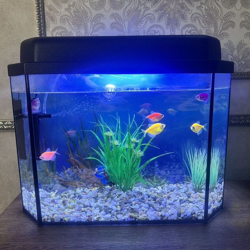 Аквариум с рыбками