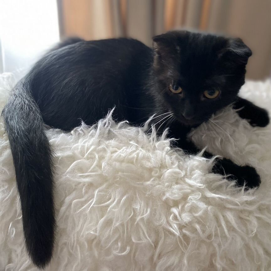 Шотландский вислоухий короткошёрстный котёнок