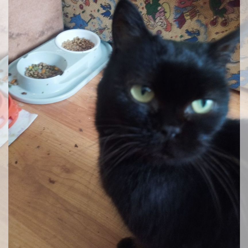 Британский короткошёрстный, взрослый кот