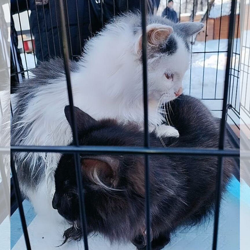 Подкинули котят к дому