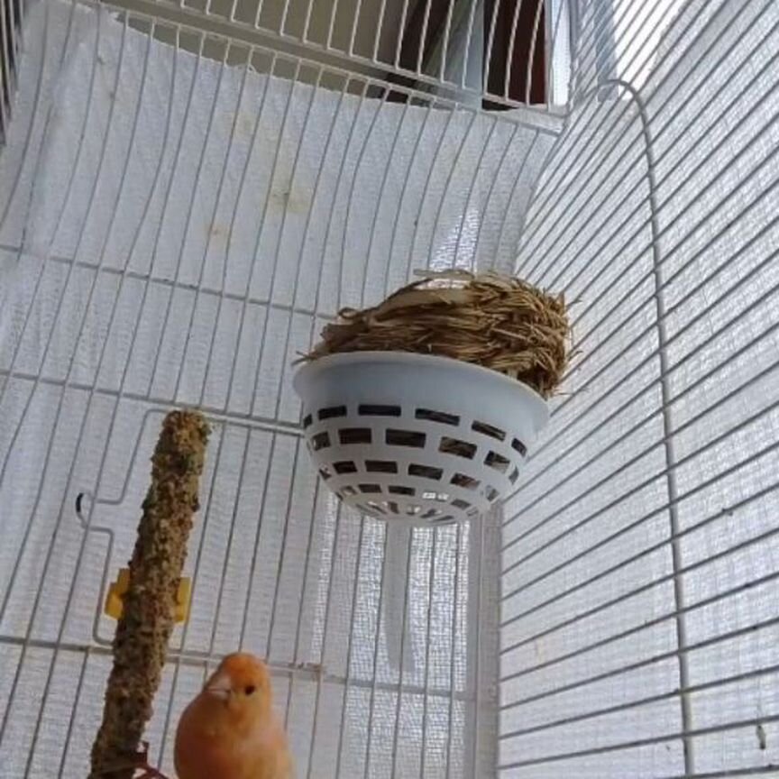 Канарейка