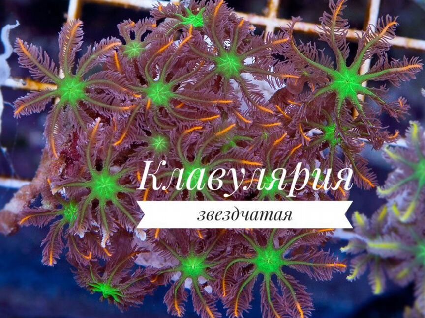 Клавулярия звездчатая, М (морской полип в наличии)