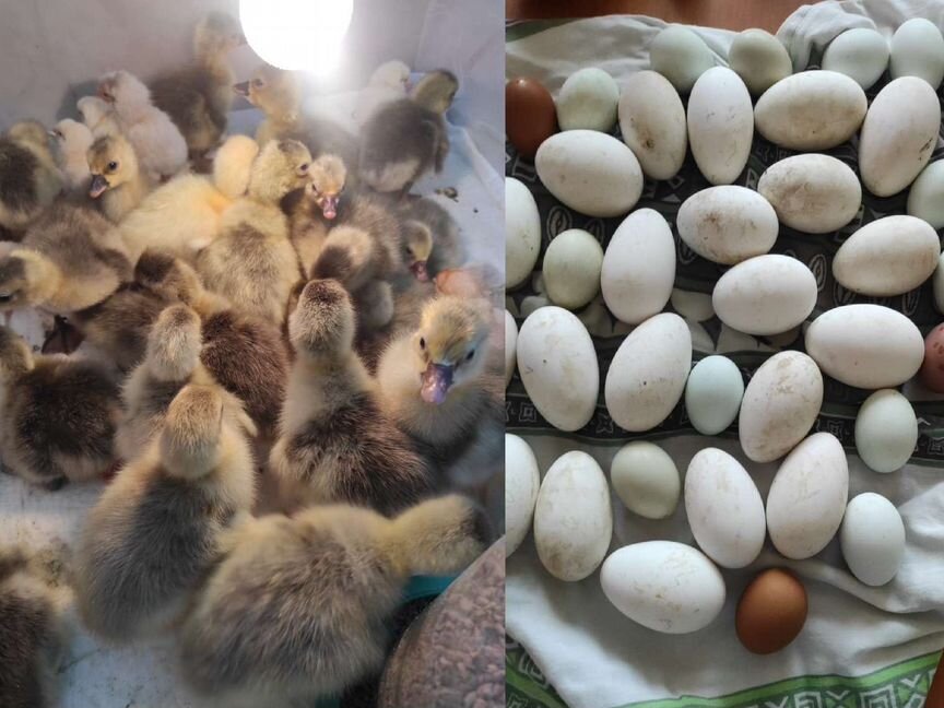 Ия инкубационное яйцо гусей линда + крупный серый