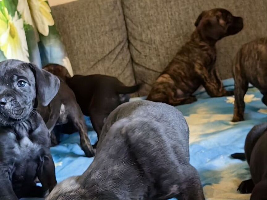 Щенки кане корсо