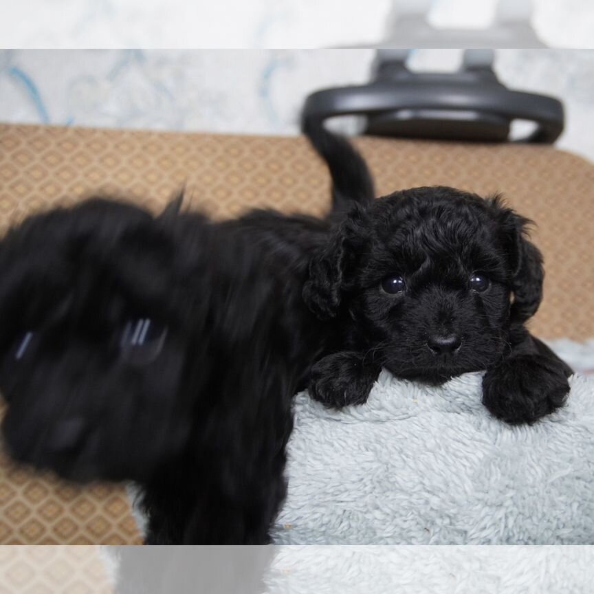 Мальтипу, щенок