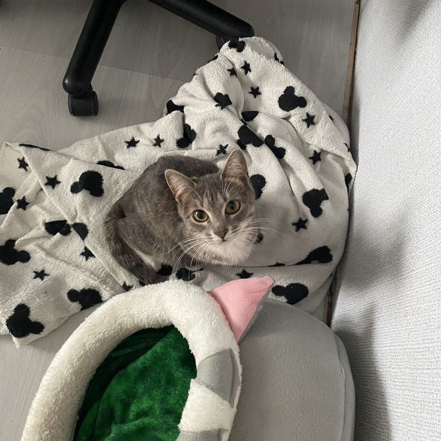 Котенок девочка в добрые руки