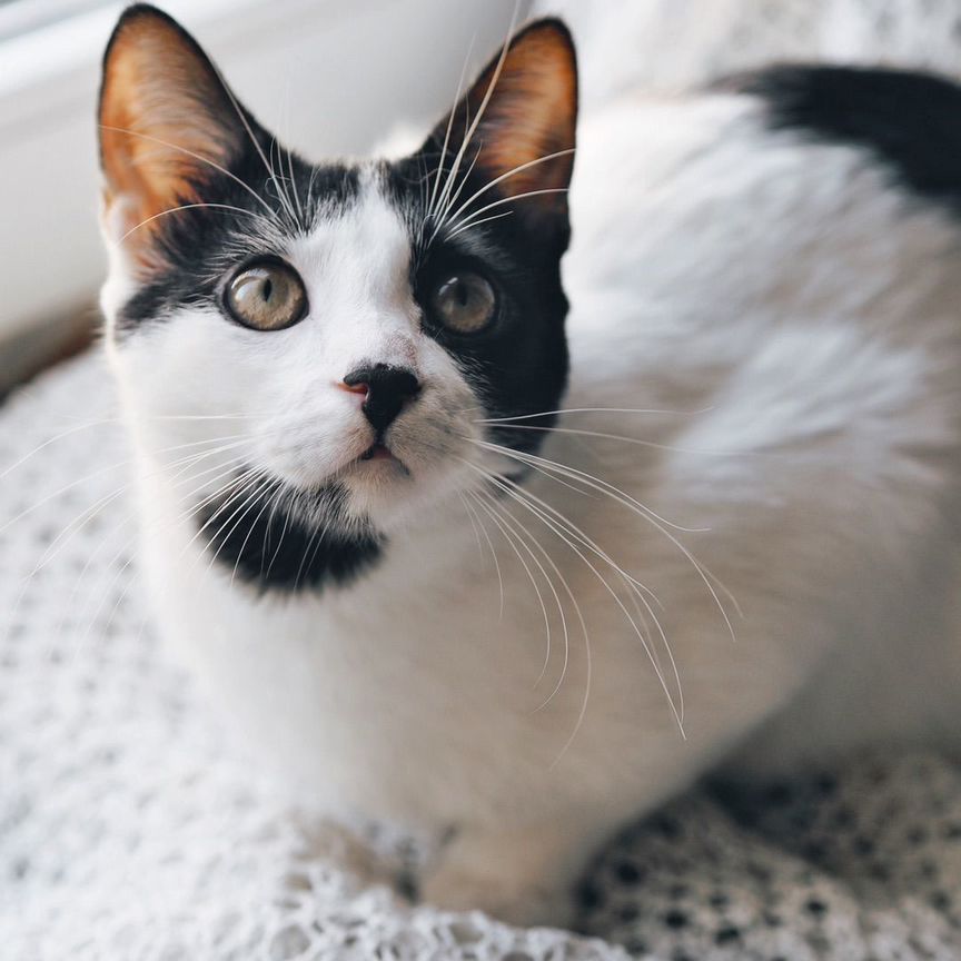 Котенок мальчик заждался