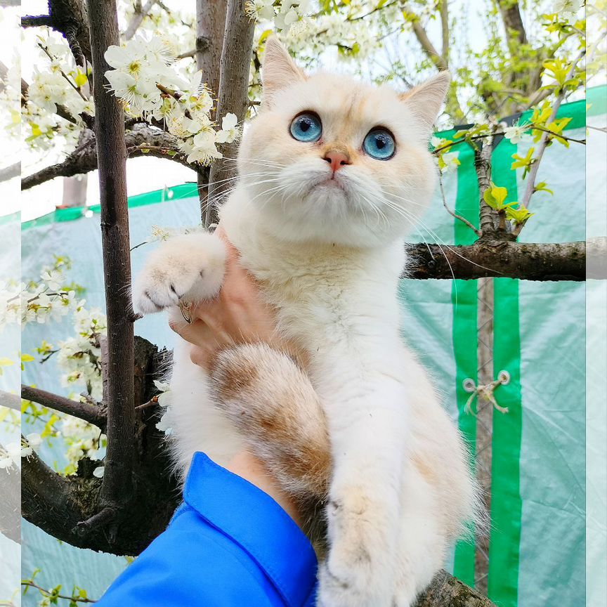 Золотая шиншилла поинт девочка