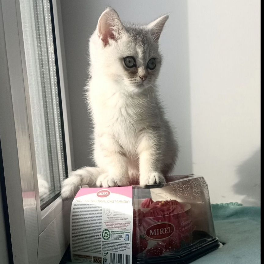 Британский короткошёрстный котёнок