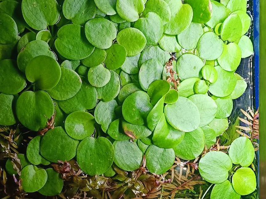 Аквариумные растения