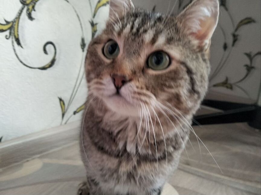 Котик в добрые руки